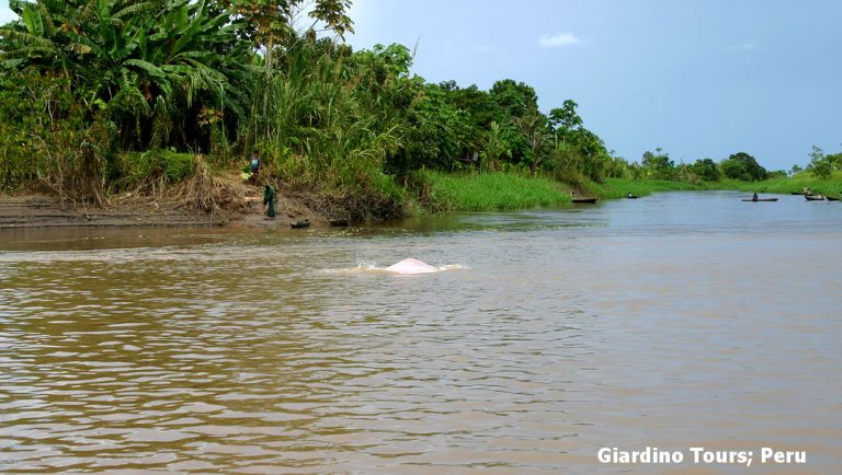 Tours Selva Amazónica Peruana | Giardino Tours | Custom Peru Trips with ...